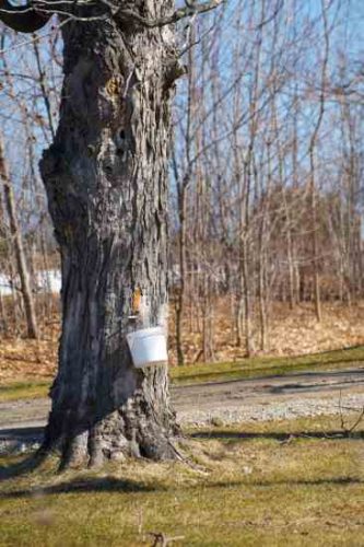 How to Make Sugar Tree Sap Syrup at Home - Grit